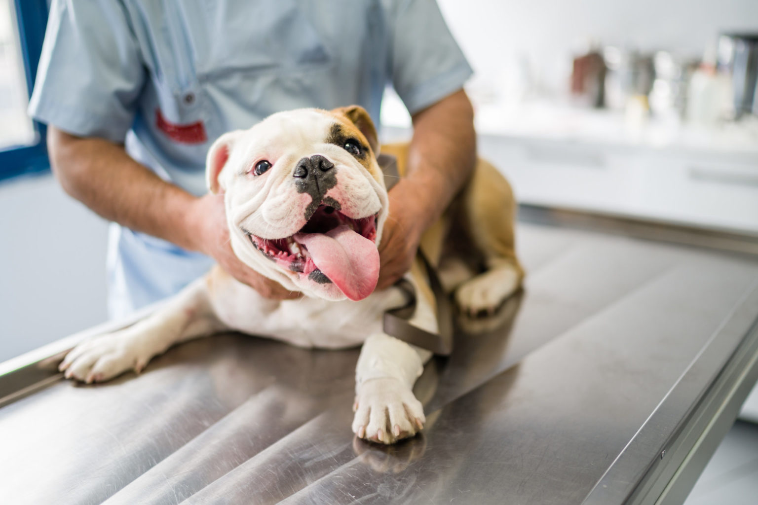 Home | Anza Animal Clinic