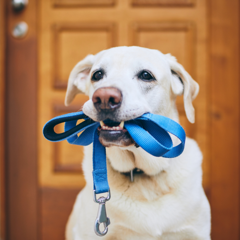 Veterinary Services in Westlake Village | Anza Animal Clinic